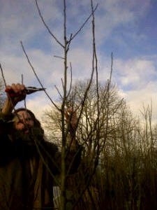 Grafting Apple Trees - collecting scion wood - Scythe Cymru