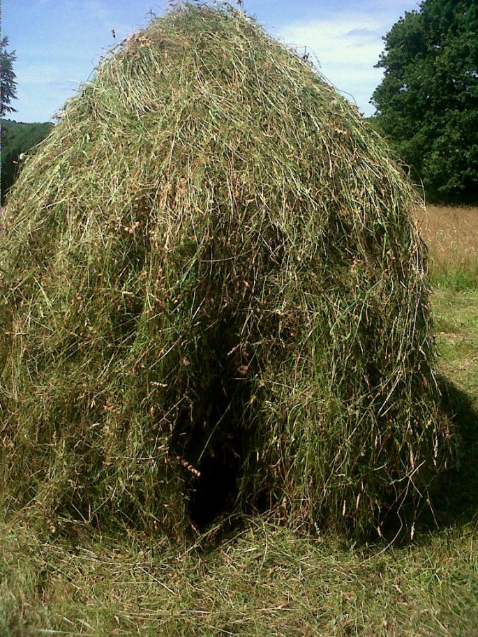 Using Hay Racks in Hay Making - Scythe Cymru